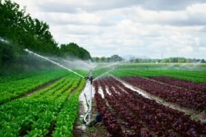 The Environmental Impact of Irrigation Practices